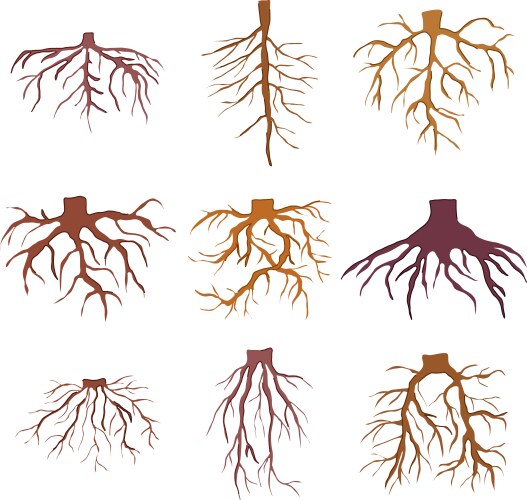 Cartoon Plant Root Vector Images (over 13,000)