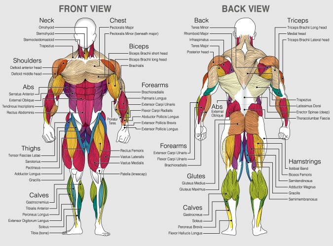 Human muscles the female body Royalty Free Vector Image