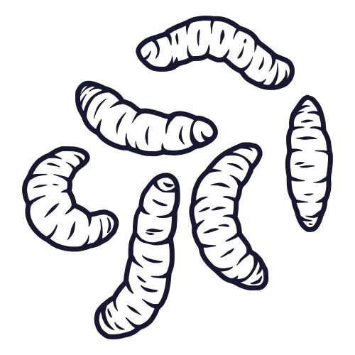 Maggot Vector Images (over 1,800)