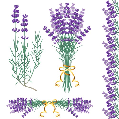 Lavender Vector Images (over 20,000)