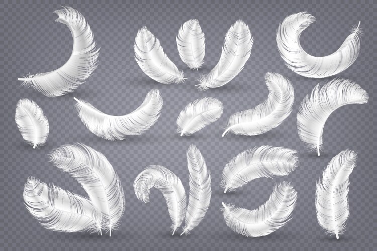 Realistic white soft goose feathers fluffy Vector Image