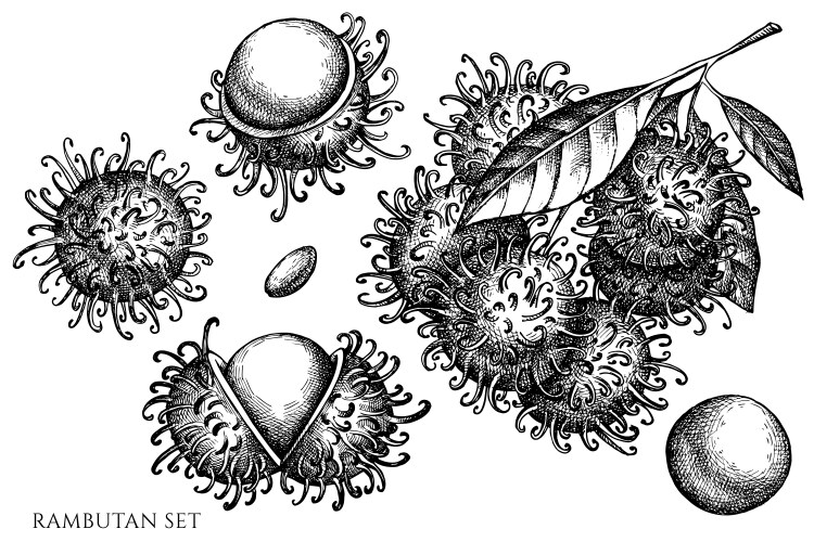 Rambutan Vector Images (over 1,500)