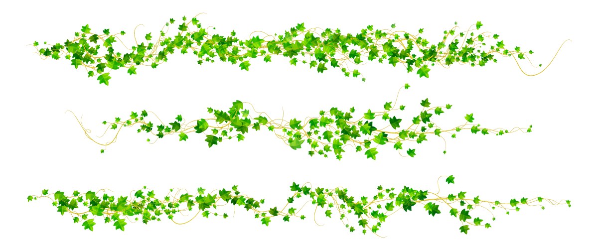 Green hanging vines simple minimal floral Vector Image
