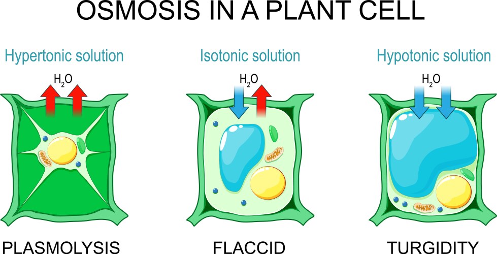 Osmosis in Plant Cell Diagram – Royalty-Free Vector | VectorStock