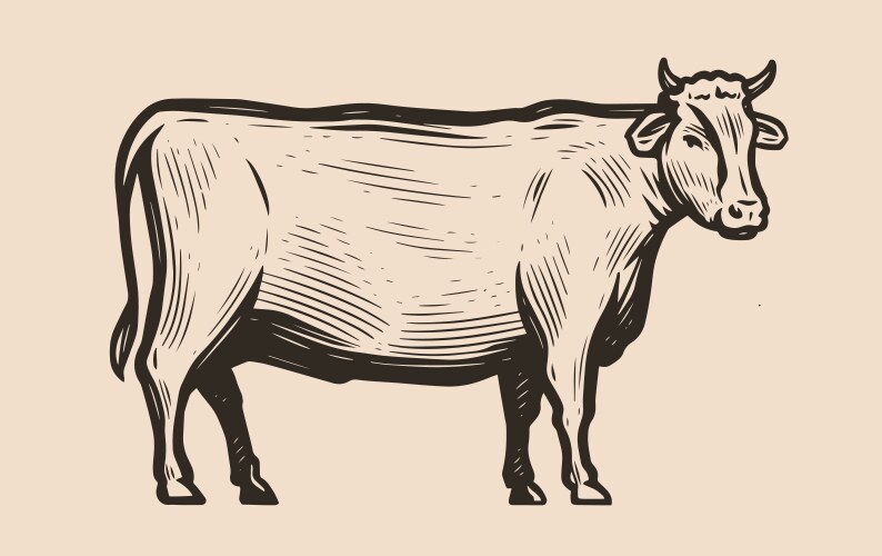 Cow Side View Vector Images (over 880)