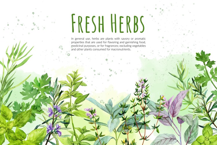 Herbs Royalty Free Vector Image - VectorStock