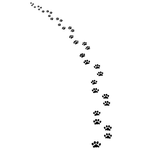 Paw print trail on white background cat or dog Vector Image