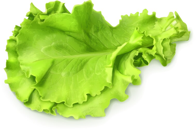 Fresh green leaf lettuce Royalty Free Vector Image