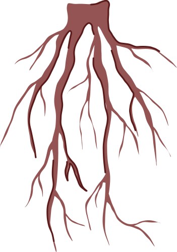 Cartoon Plant Root Vector Images (over 13,000)