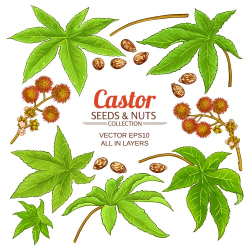 Castor plant and green grass Royalty Free Vector Image