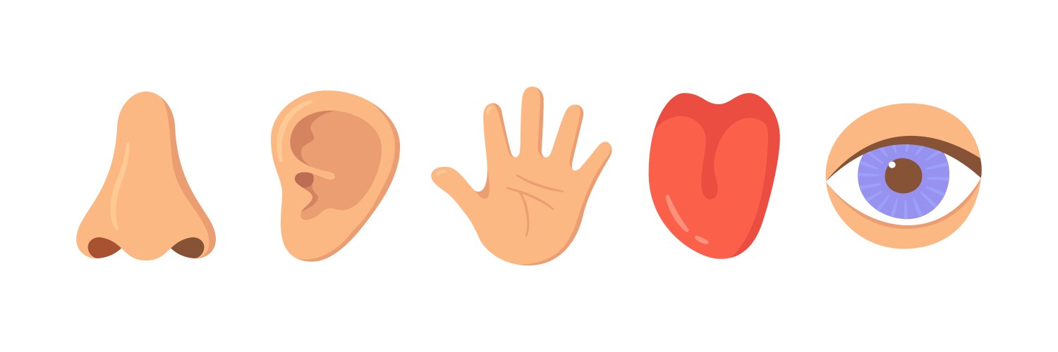 External Organs Of The Body