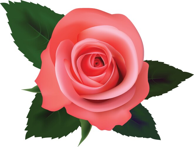 Red rose flower top view isolated on white Vector Image