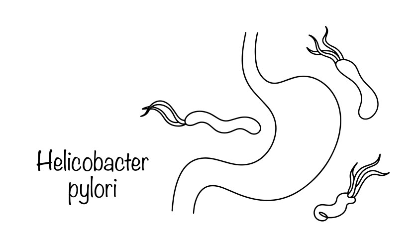 Helicobacter Pylory Vector Images (over 430)