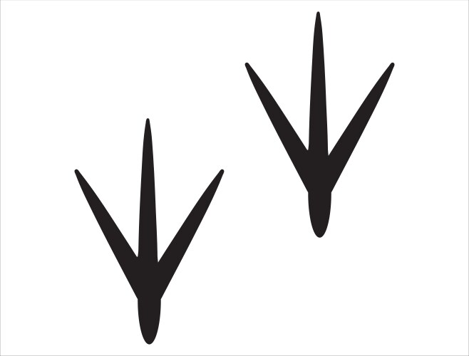 Bird Footprints Vector Images (over 3,500)
