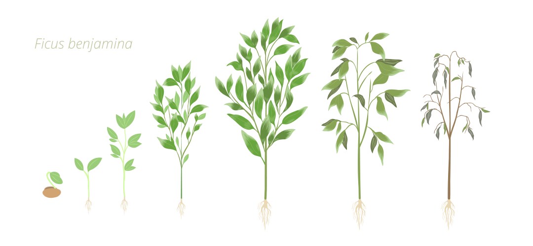 Ficus Vector Images (over 3,300)