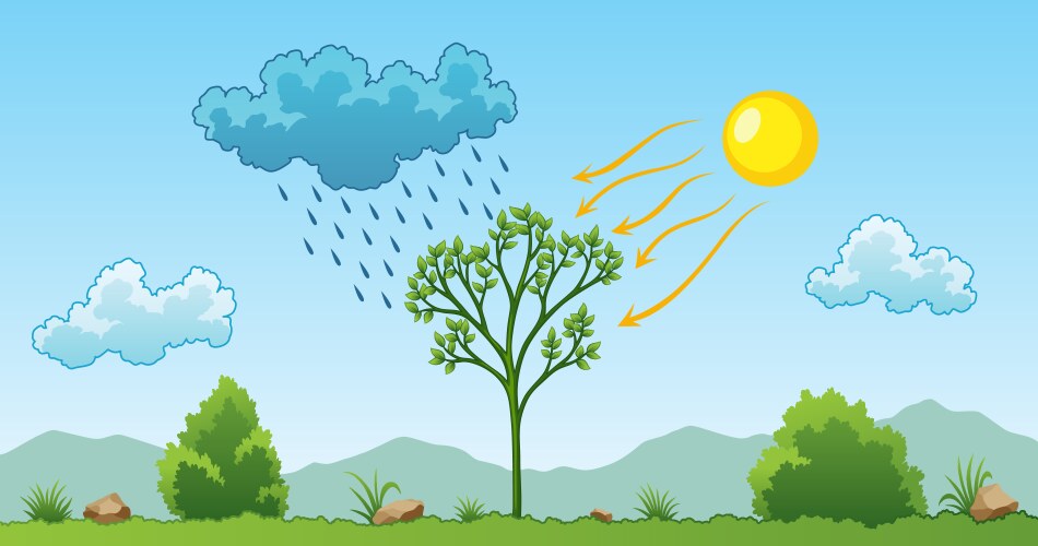 Photosynthesis process tree produce oxygen using Vector Image