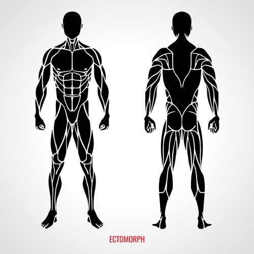 Woman body front and back for measurement Vector Image