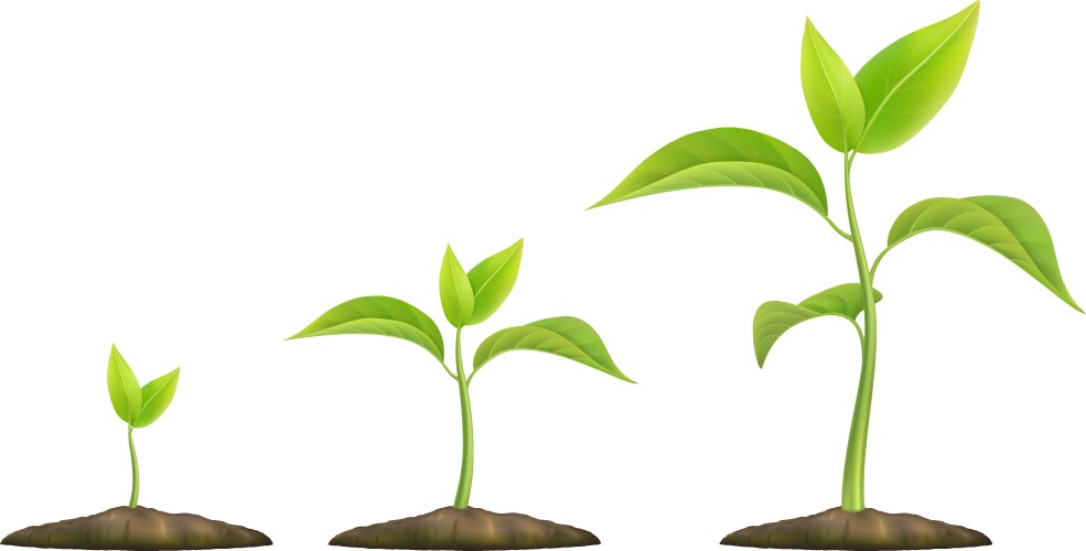 Germination Vector Images (over 4,700)