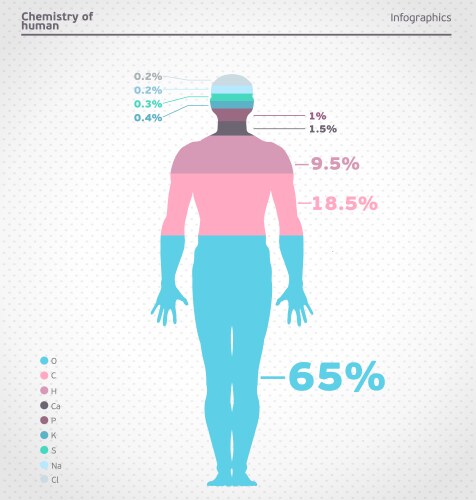 Human Anatomy - Body Parts Diagram Royalty Free Vector Image