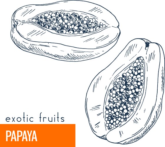 Papaya Outline Vector Images (over 1,100)