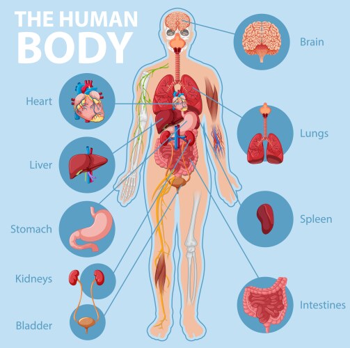 Human body internal organs and parts info poster Vector Image