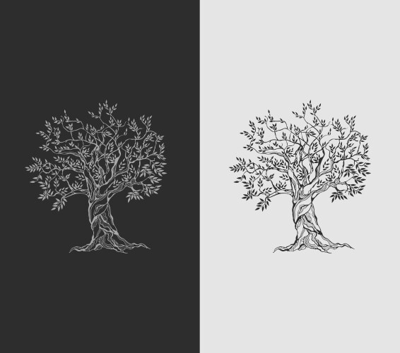 Olive Tree Vector Images (over 16,000)