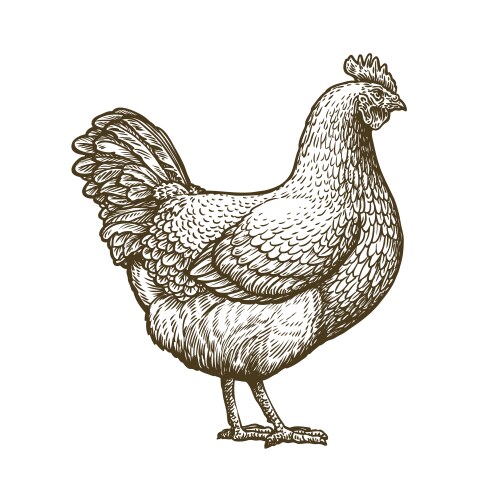 Chicken and eggs sketch Royalty Free Vector Image