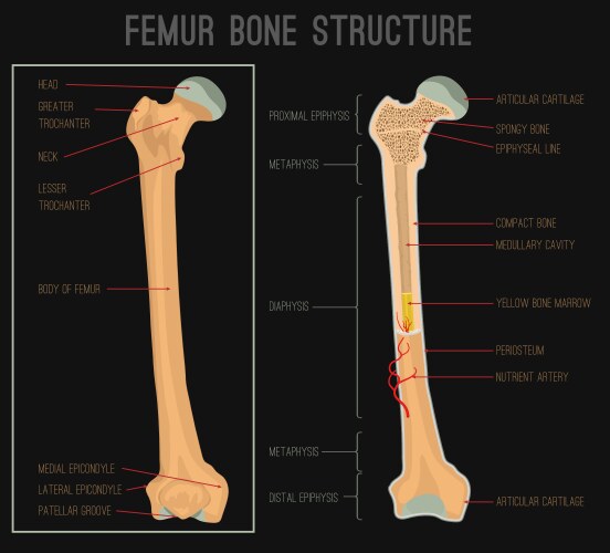 Human femur bones Royalty Free Vector Image - VectorStock