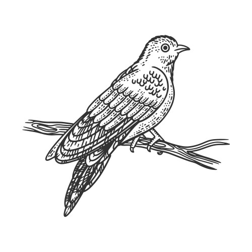 Bird Sketch Vector Images (over 68,000)