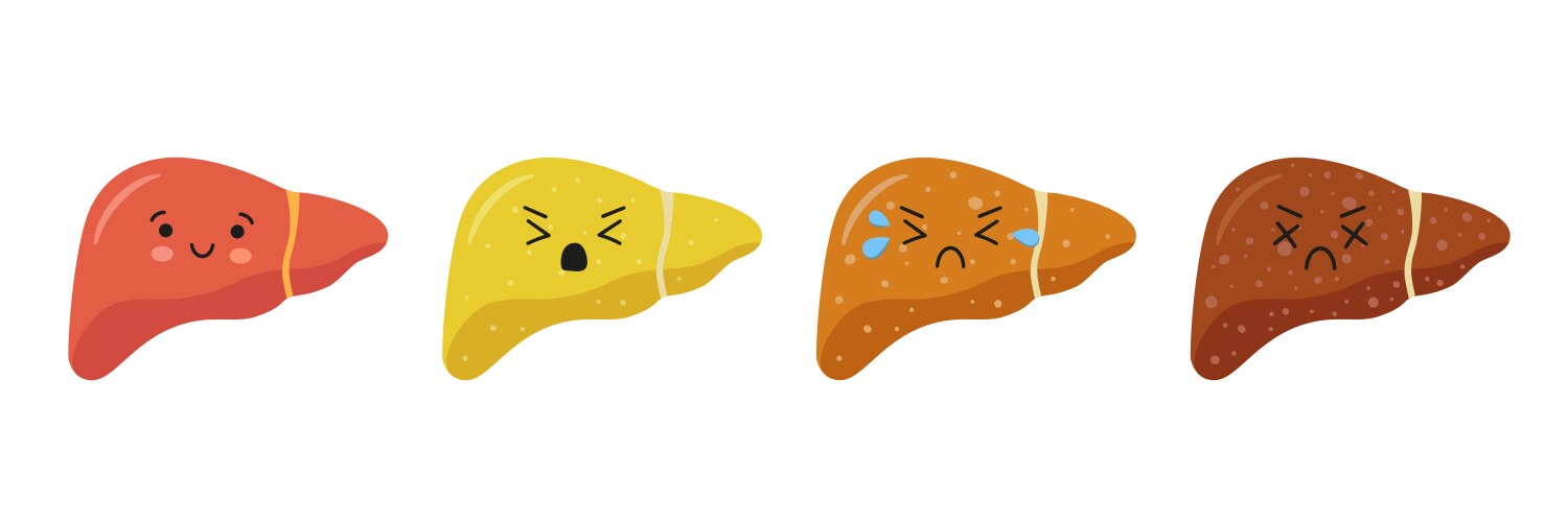 Liver Cartoon Vector Images (over 5,500)