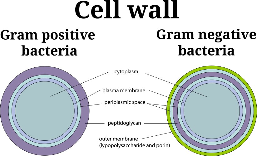 Cell Wall of Bacteria Vector Images (over 760)