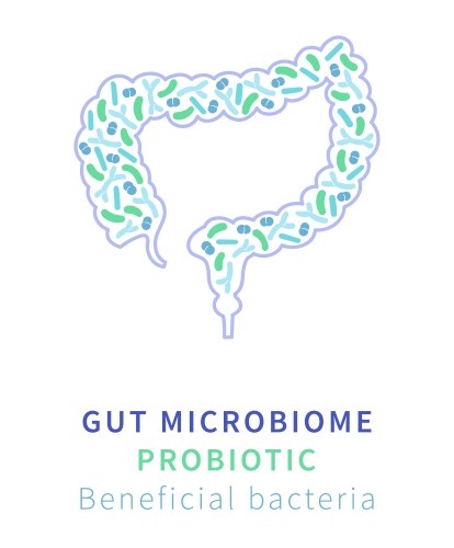 Gut microbiome and probiotics beneficial bacteria Vector Image