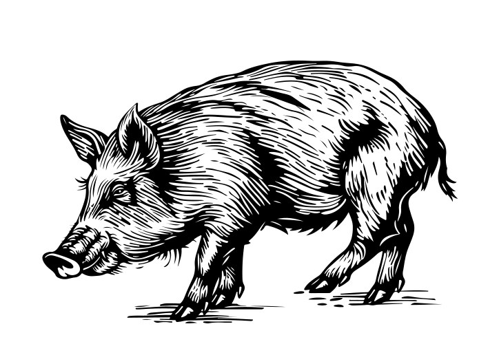 Wild Boar Outline Vector Images (over 1,400)