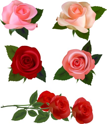 Rose Vector Images (over 330,000)