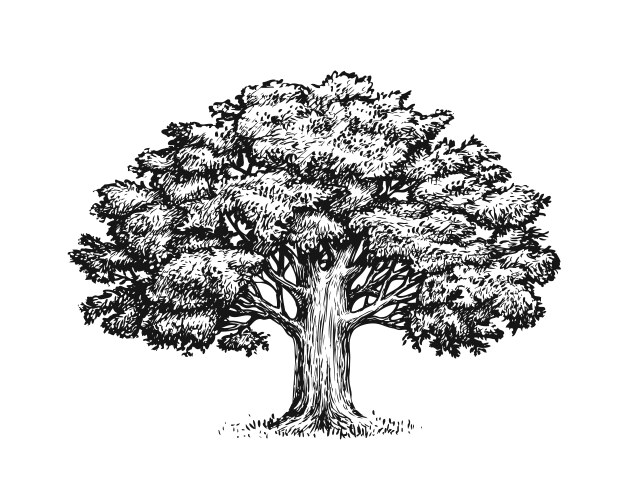 Tree Drawing Black and White Vector Images (over 110,000)