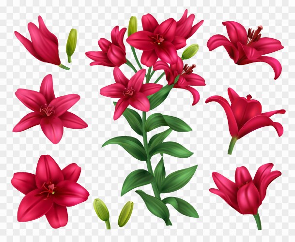 Lily Vector Images (over 39,000)