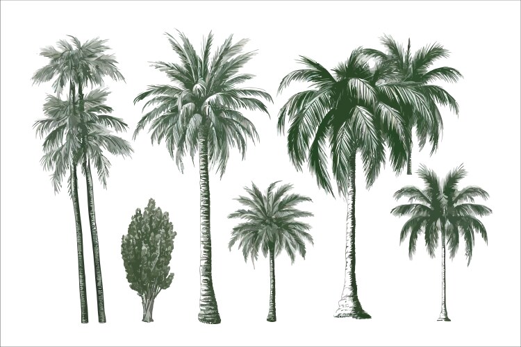 Palm trees flowers and grass Royalty Free Vector Image