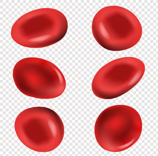 Red blood cells Royalty Free Vector Image - VectorStock