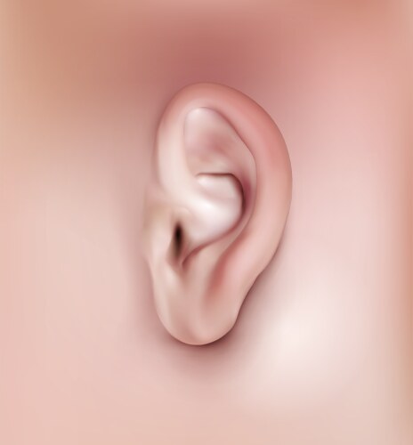 Realistic Human Ear Close-Up Royalty Free Vector Image
