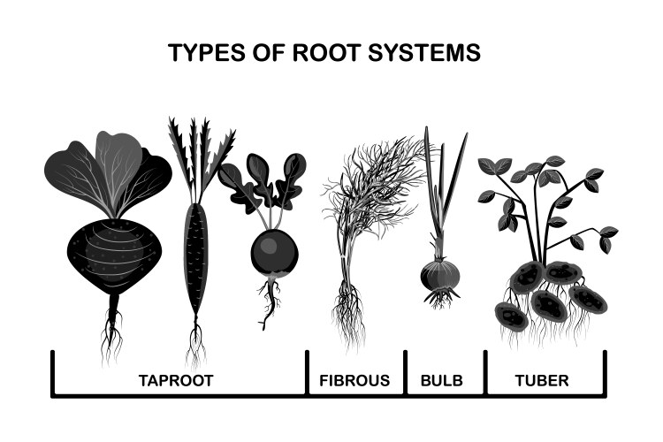 Types of root systems plants Royalty Free Vector Image Types of root systems plants Royalty Free Vector Image
