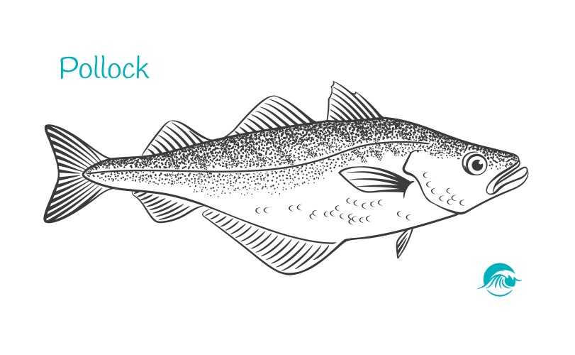 Pollock fish Royalty Free Vector Image - VectorStock