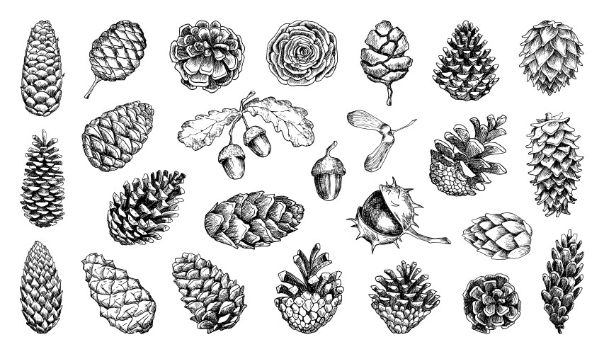 Fir pine cone hand drawn set Royalty Free Vector Image