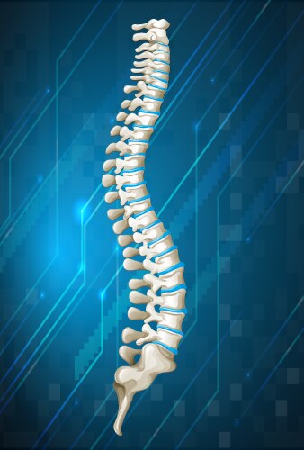 Spine Cartoon Vector Images (over 7,800)