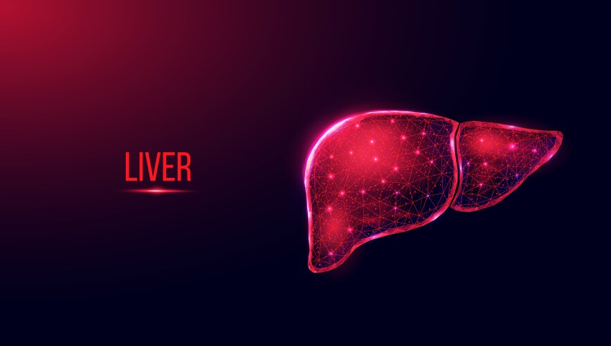 Human liver pain wireframe low poly style Vector Image