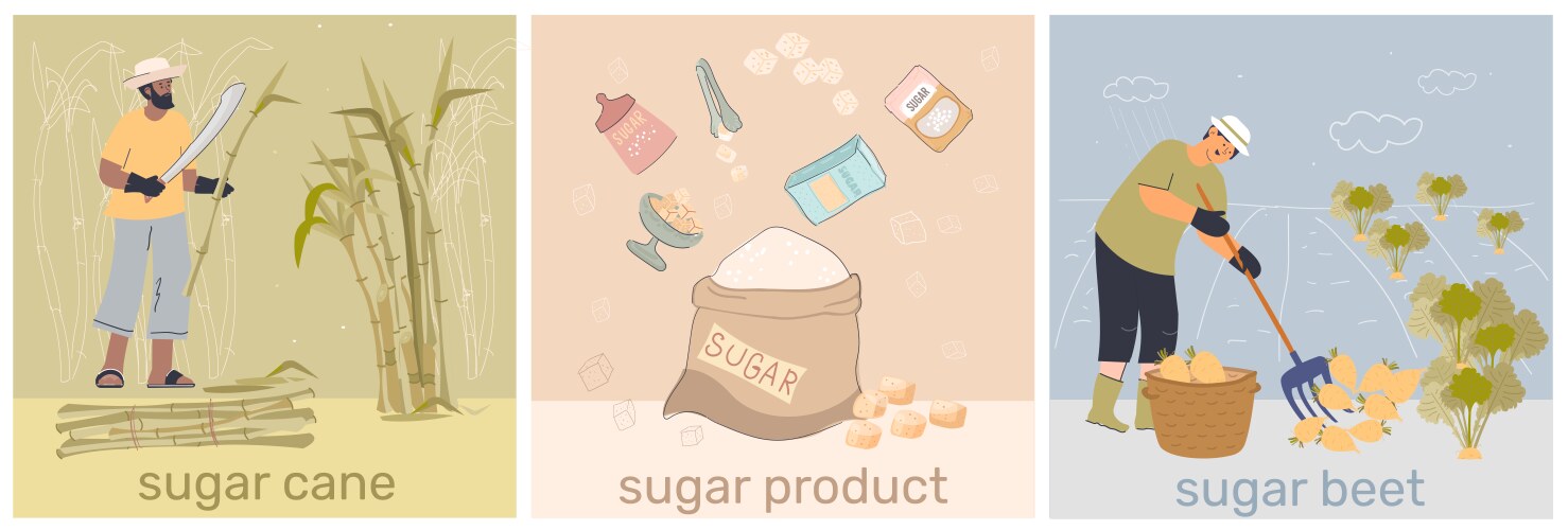 Sugar production infographics Royalty Free Vector Image