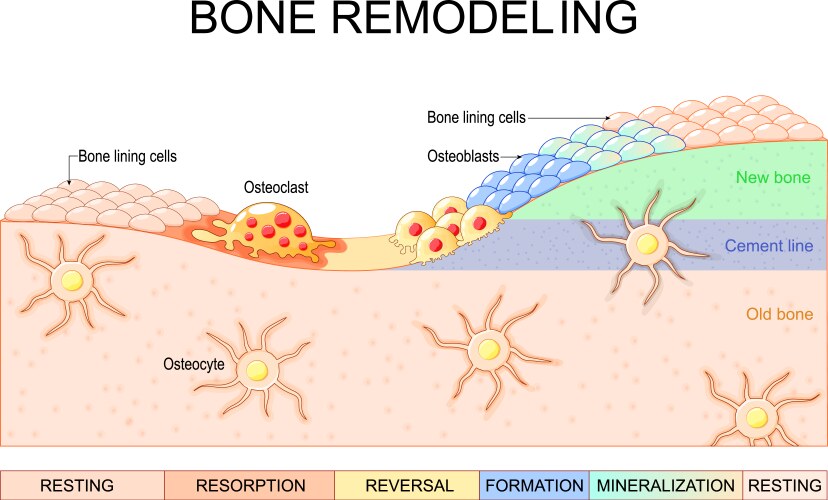 Remodeling Vector Images (over 6,000)