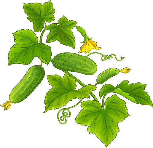 Plant stem design Royalty Free Vector Image - VectorStock