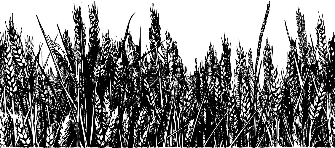 Wheat Vector Images (over 120,000)