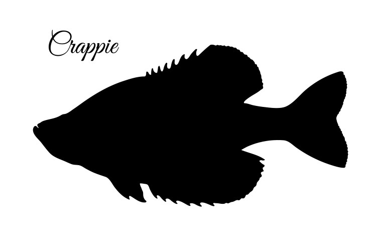 Crappie Vector Images (over 250)