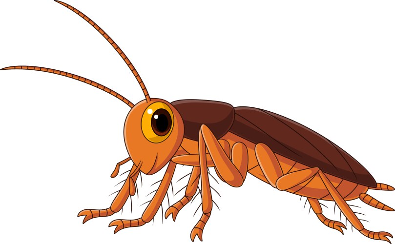 Cockroach Royalty Free Vector Image - VectorStock